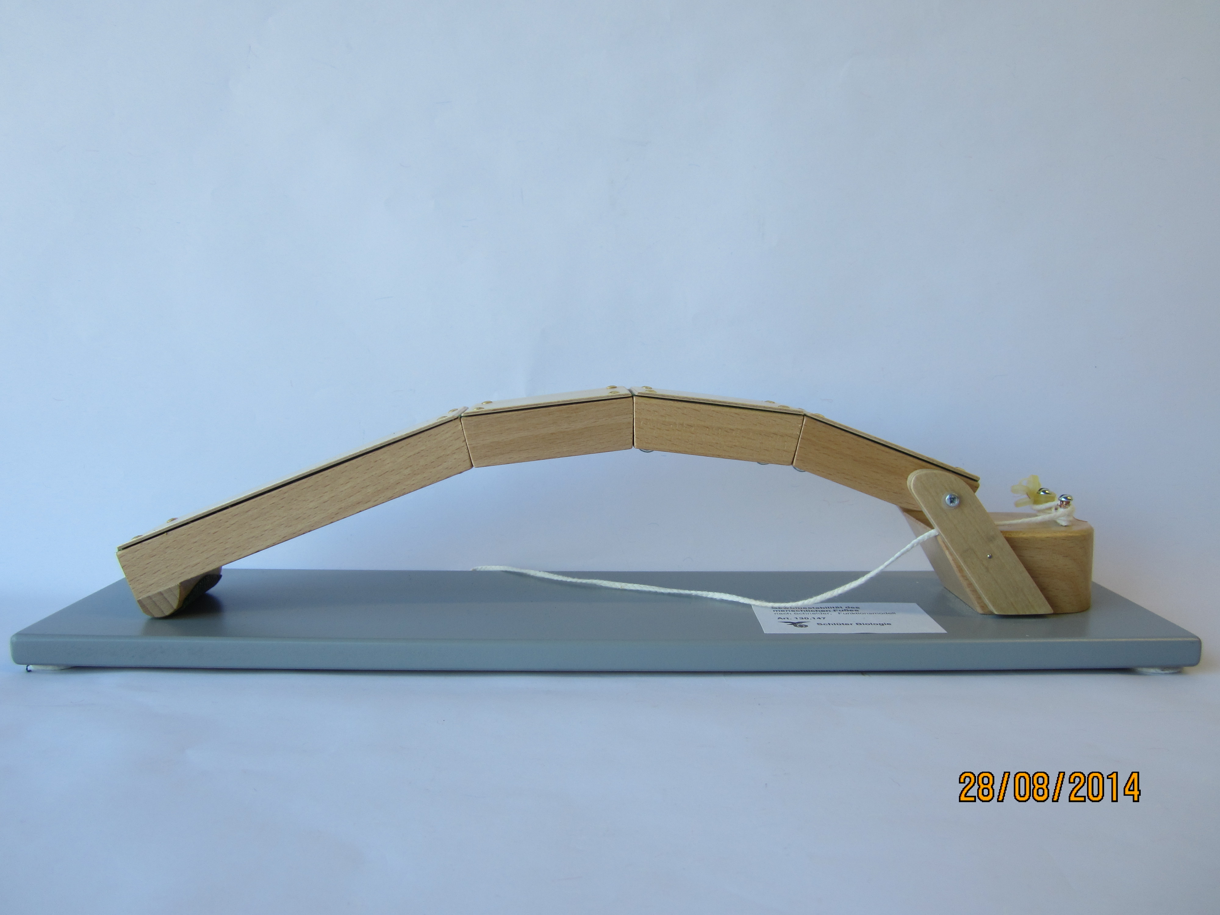 Stütz- und Bewegungsapparat › Didaktik der Biologie