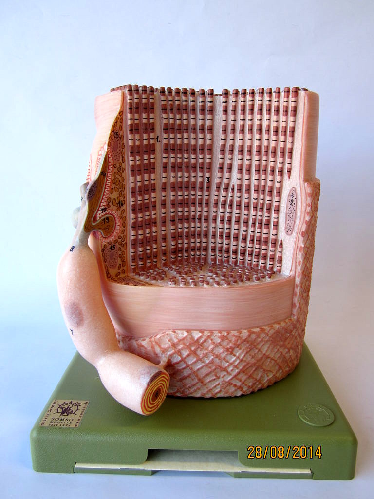 Stütz- und Bewegungsapparat › Didaktik der Biologie