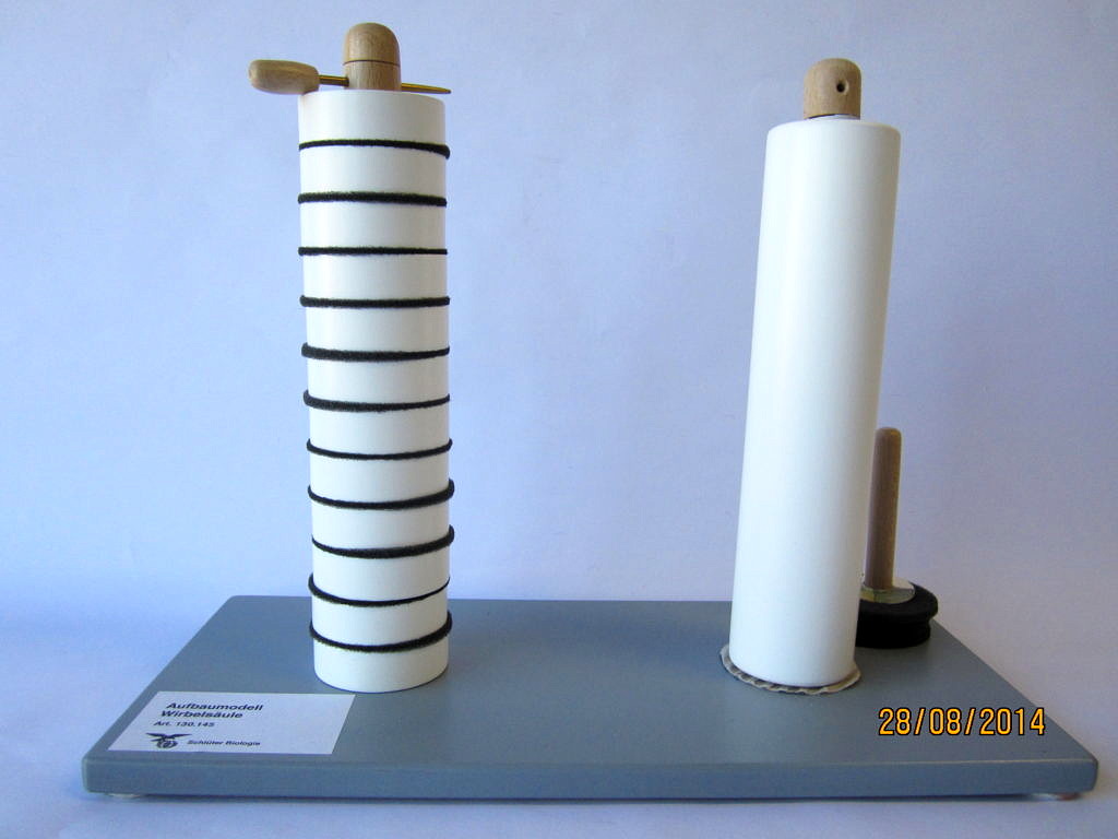 Stütz- und Bewegungsapparat › Didaktik der Biologie